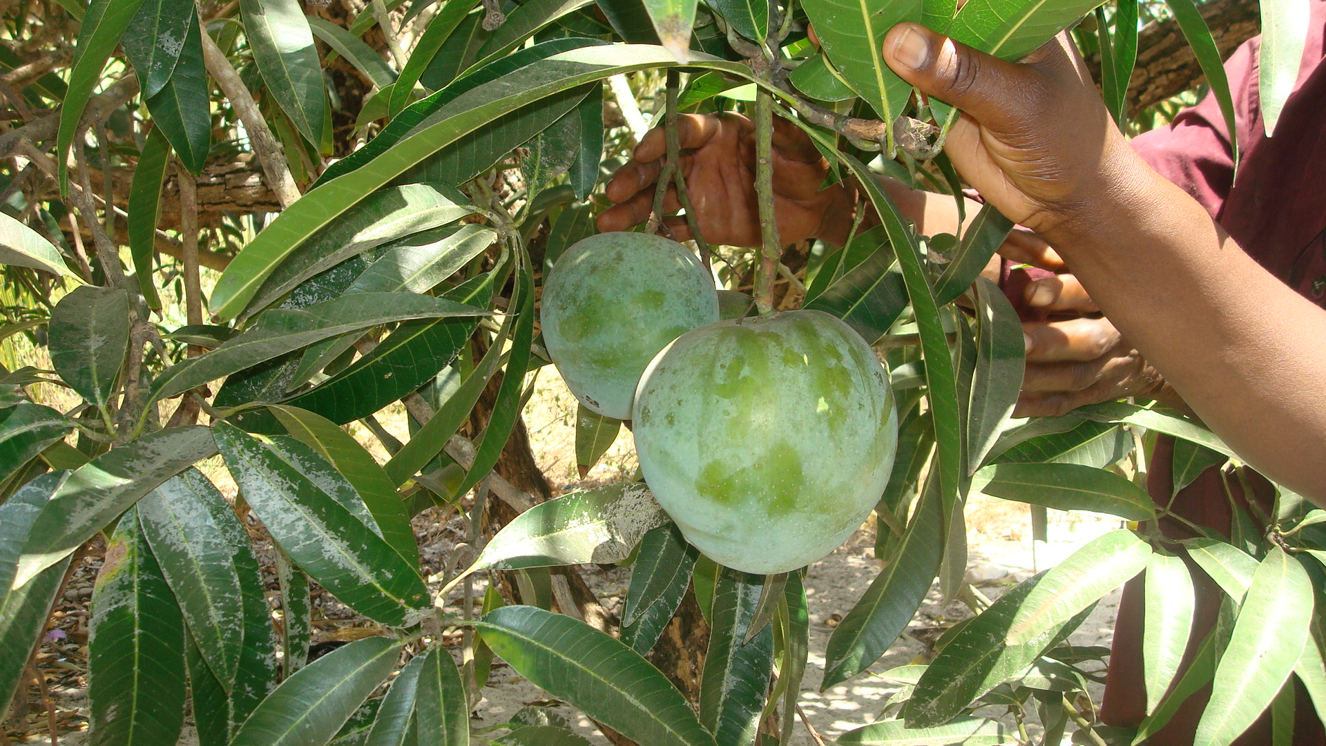 KEFRI KARI MANGO RESEARCH